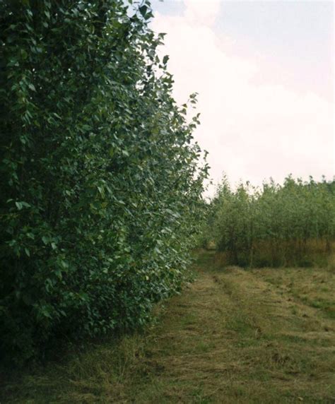 Short Rotation Coppice Alchetron The Free Social Encyclopedia