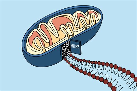 A â€œdoorâ€ Into The Mitochondrial Membrane Mit News Massachusetts