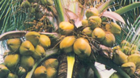 7 Different Types Of Coconuts With Images