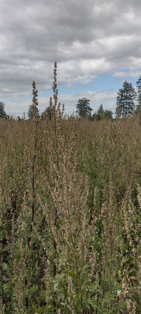A Field Of Mugwort Near My Home Germany Late Summer Rmugwort
