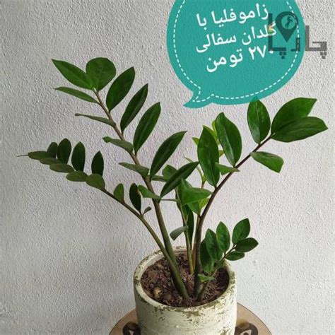 انواع گلهای آپارتمانی گل