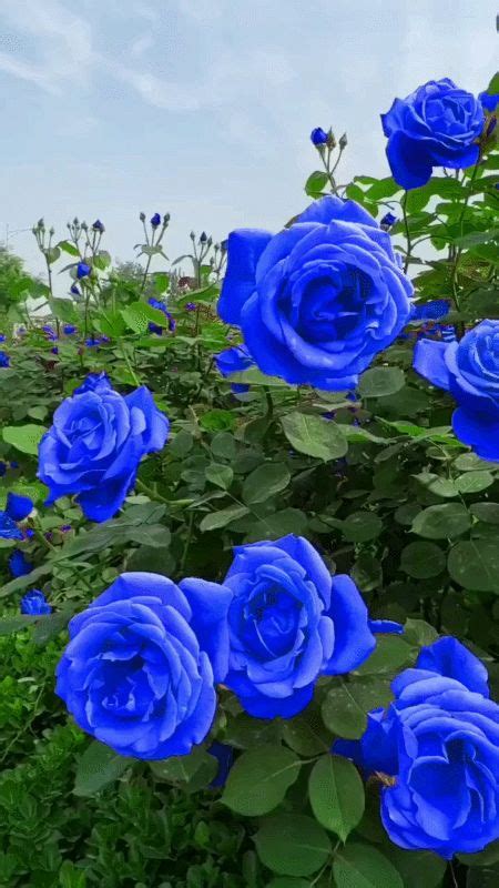 Pin Di Glamur Su Рай для РОЗ 🌹🌹🌹🌹🌹 Bellissimi Fiori Fiori Auguri Di