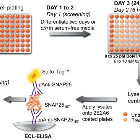 Pdf Biotoxin Detection Using Cell Based Sensors
