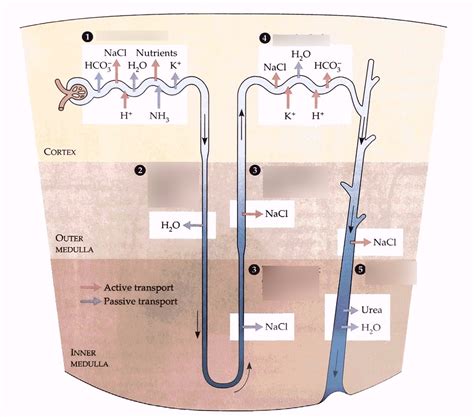 Nephron Diagram Quizlet