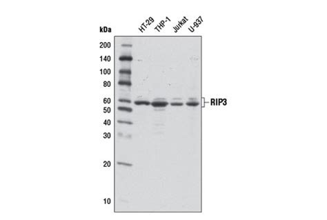 Rip3 Antibody Cell Signaling Technology