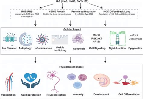 Illustration Of The Direct Targets Of H2s And The Downstream Download Scientific Diagram
