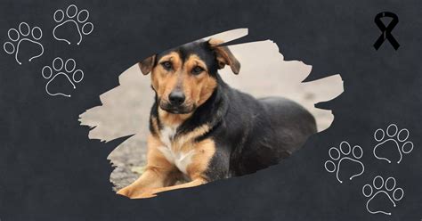¿quién Era Scooby El Perrito Lanzado A Un Cazo De Aceite Hirviendo