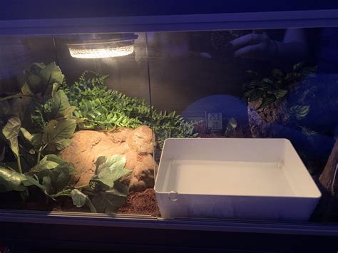 Finally Upgraded My Ball Python Enclosure R Ballpython