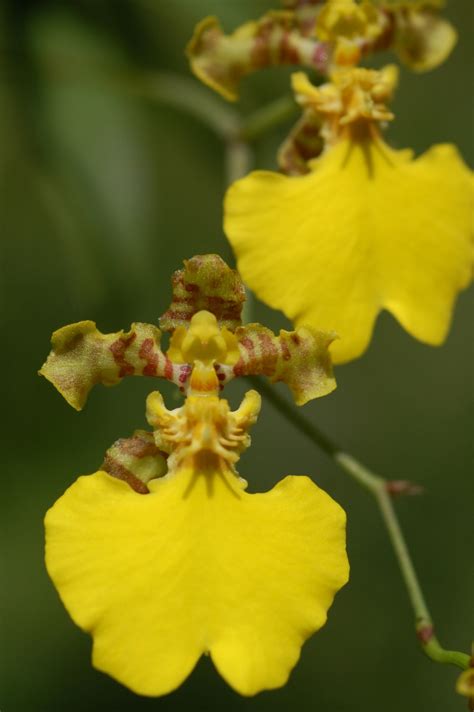 Oncidium Bifolium