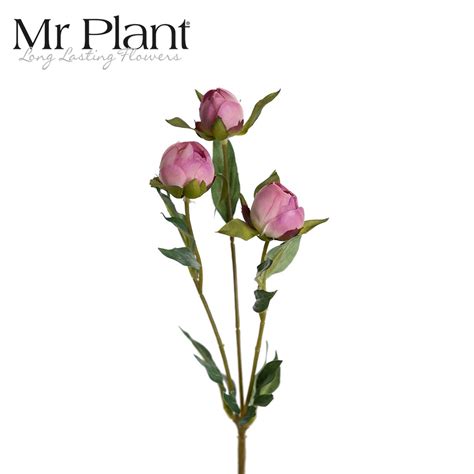 Pion Mr Plant Ullared Lantmän