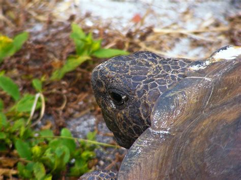 Gopher Tortoisegopherus Polyphemusturtleslowland Turtle Free