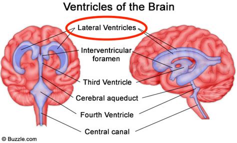 Interventricular Foramen Heart