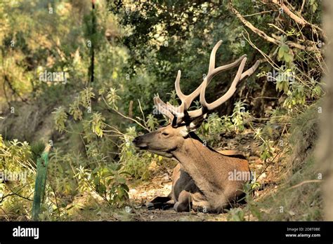 Mating For Deer High Resolution Stock Photography And Images Alamy