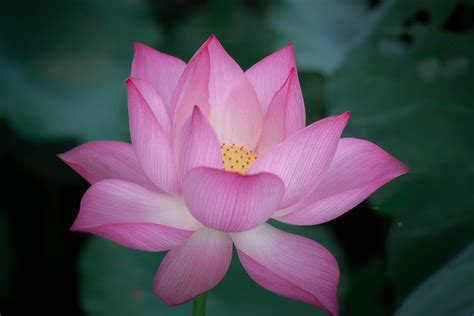 로터스 꽃 핑크 Pixabay의 무료 사진 Pixabay