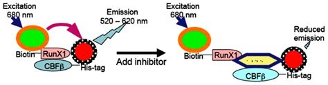 Figure 2 Schematic Drawing Of The Alphascreen Assay For The Runx1cbfβ Smmhc Interaction