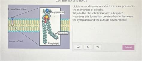 Solved Lipids To Not Dissolve In Wat Lipids Are Present Chegg