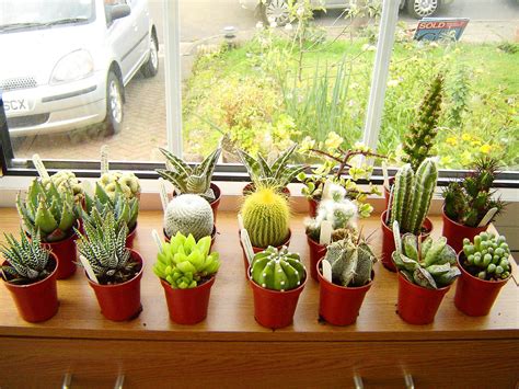 1 Mini Cactus Succulents Cacti In Pot Easy Care Evergreen Foliage
