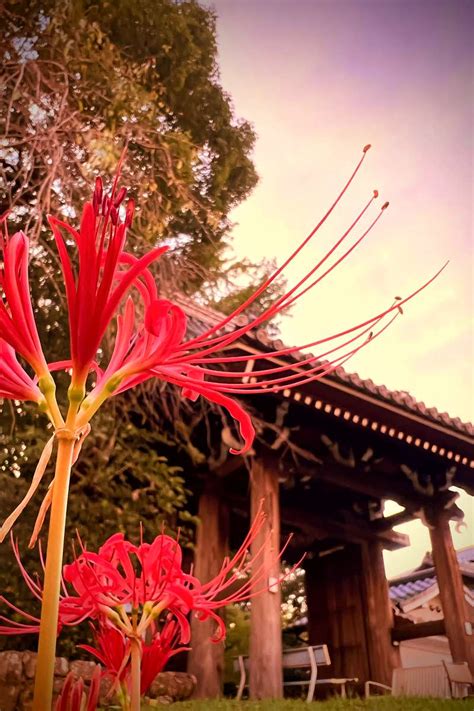 お彼岸に彼岸花が美しいお寺です´꒳`｜卍極善寺｜岐阜県土岐市 八百万の神