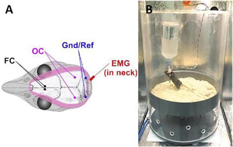Schematic Diagram Of Eegemg Electrode Placement During Psg
