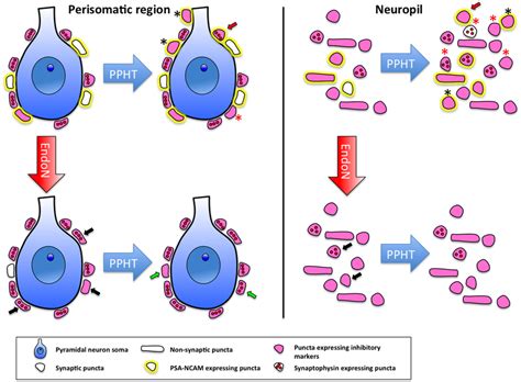 Schematic Drawing Of The Hypothetic Effects Of Ppht Andor Endo N Download Scientific Diagram
