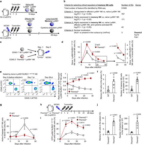 Themis2 Negatively Regulates Nk Cell Memory Formation A Schematic