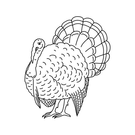 White Turkey Bird