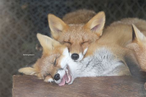 с1лепдгеп21 Fox Лиса живность Fandoms фэндомы картинки гифки прикольные