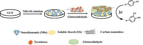 Schematic Representation Of Tyr‐cnts‐glunds‐ssgce Preparation Process