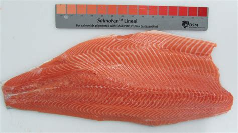 Salmon Fillet Trim D Viet Nguyen Foods Company Limited