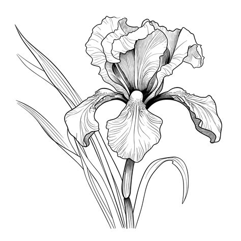 Premium Vector Hand Drawn Sketch Iris Flower Illustration