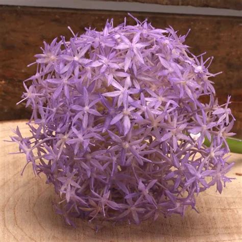 Single Lavender Allium Stem 76cm