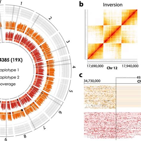 Overview Of The Phasing Technology High Molecular Weight Dna Fragments