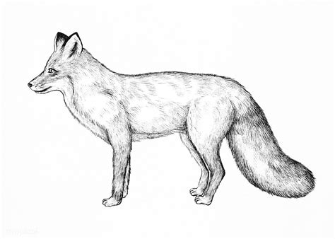 Geometric Fox Head Golden Retriever Drawing Hand Drawn Fox Fox