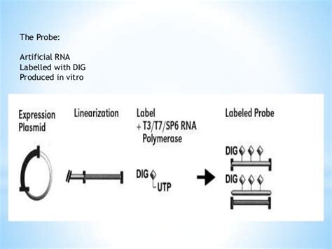 Probe Labelling And Hybridization