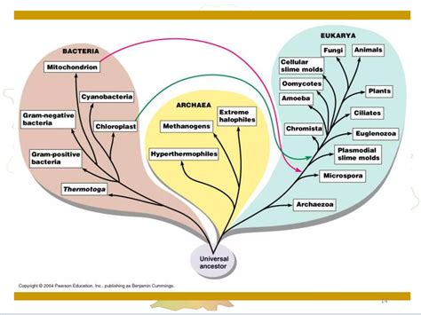 Phylogenetics Classification Notes Pptx