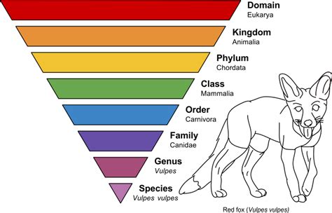 Difference Between Taxonomy And Ontology Definition Criteria Facts