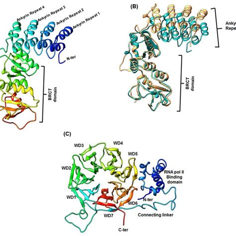 A Representative Molecular Model Of Bard1 Ard Brct Wild Type B