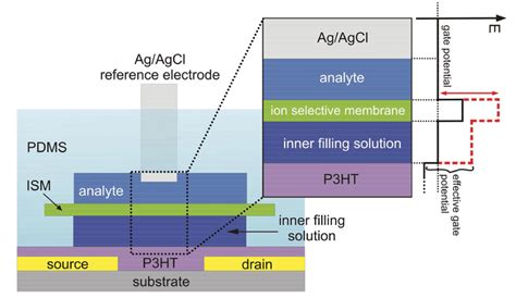 Schematic Of An Electrolyte Gated Ofet Sensor That Selectively Detects Download Scientific