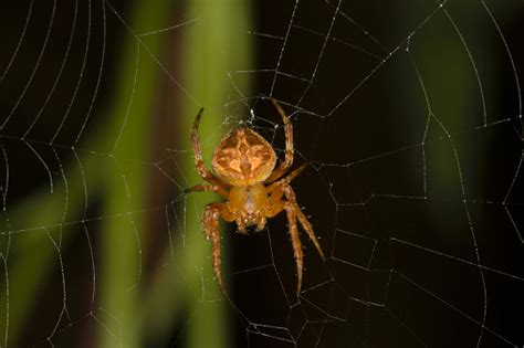 천체 직공 거미 Aarey 우유 식민지 인도에서 Araneidae 거미에 대한 스톡 사진 및 기타 이미지 거미 거미 공포증