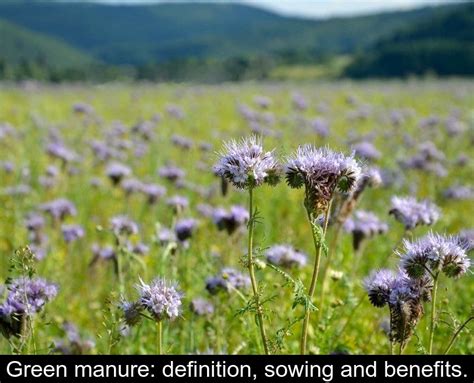 Green Manure Definition Sowing And Benefits