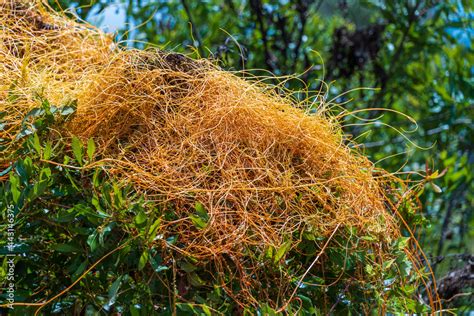 Parasitic Dodder Vine Cuscuta Crystal River Florida Usa Stock