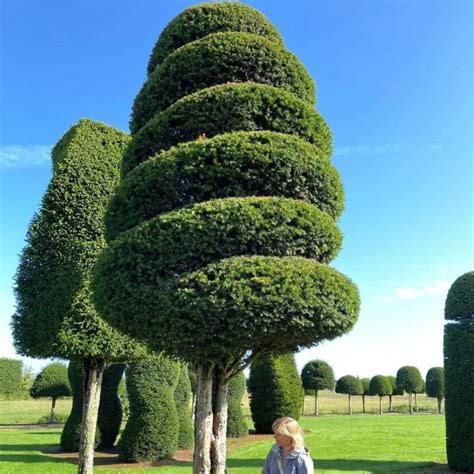 Topiary Trees And Bushes The Lost Art Of Trimming And Pruning