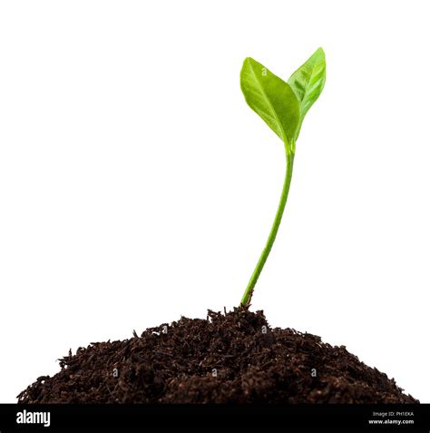 Young Plant Growing From Soil Sprout Isolated On White Background