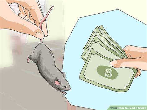 Ways To Feed A Snake Wikihow