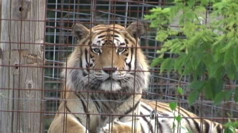 Video Tiger Mauls Employee At Exotic Rescue Center Abc News