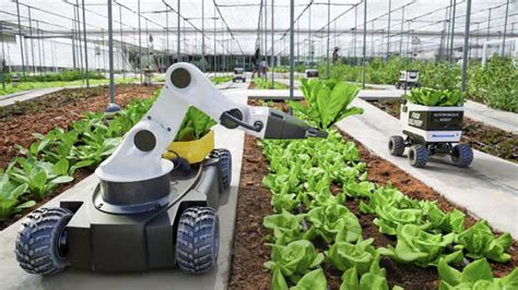 Broccoli Fruit Harvesting Neousys Technology