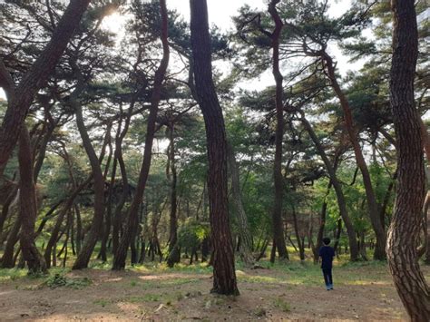 경주국립공원 남산지구 경주 배동 삼릉삼릉숲 네이버 블로그