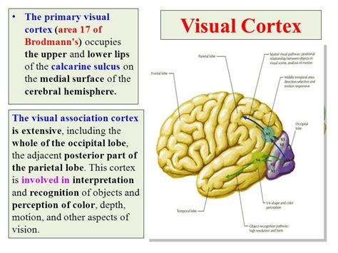 Secondary Visual Cortex