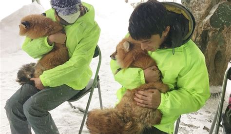 与100只狐狸来场浪漫的约会吧宫城藏王狐狸村交通玩法攻略 乐吃购日本