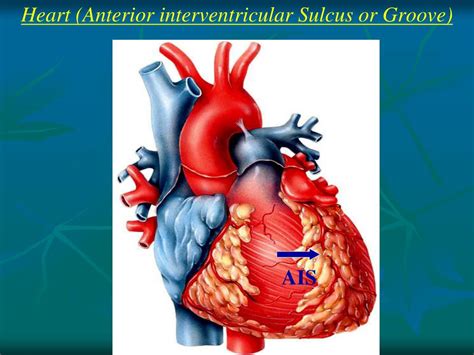 Ppt Pericardium And External Features Of Heart Powerpoint